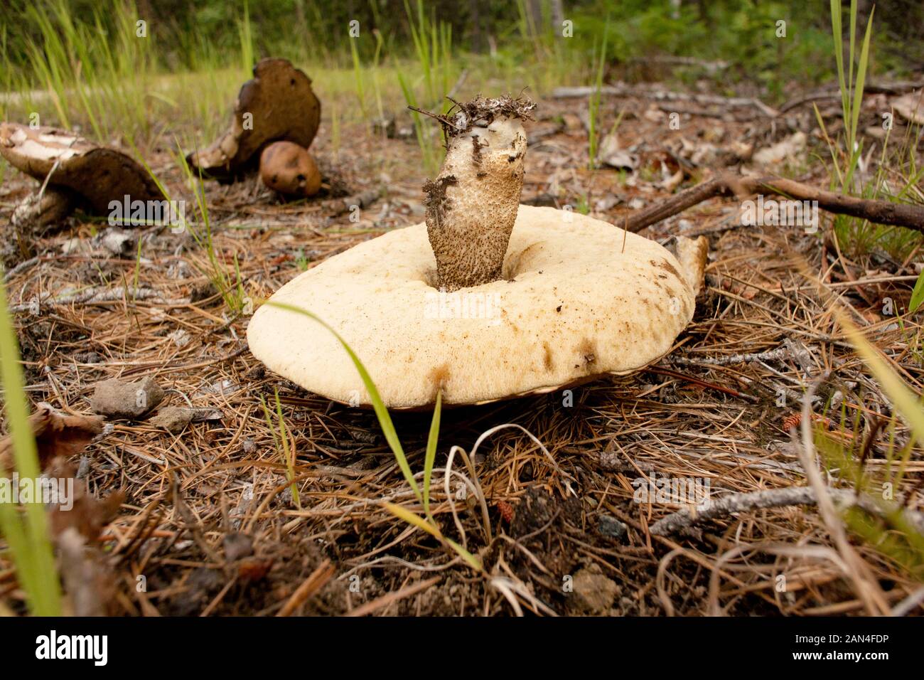 Leccinum insigne. The underside of an Aspen Bolete, Aspen Scaber Stalk ...