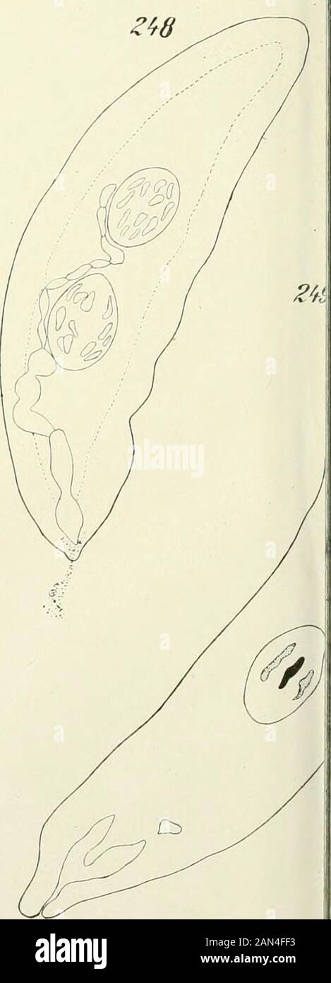 Opalina : its anatomy and reproduction, with a decription of infection ...
