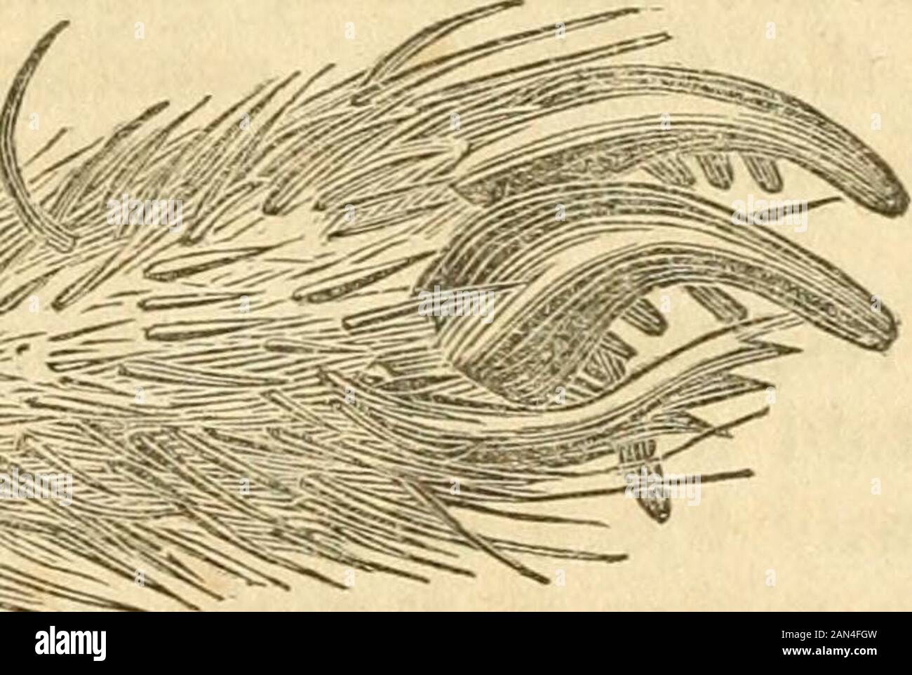 Cell spiders hi-res stock photography and images - Alamy