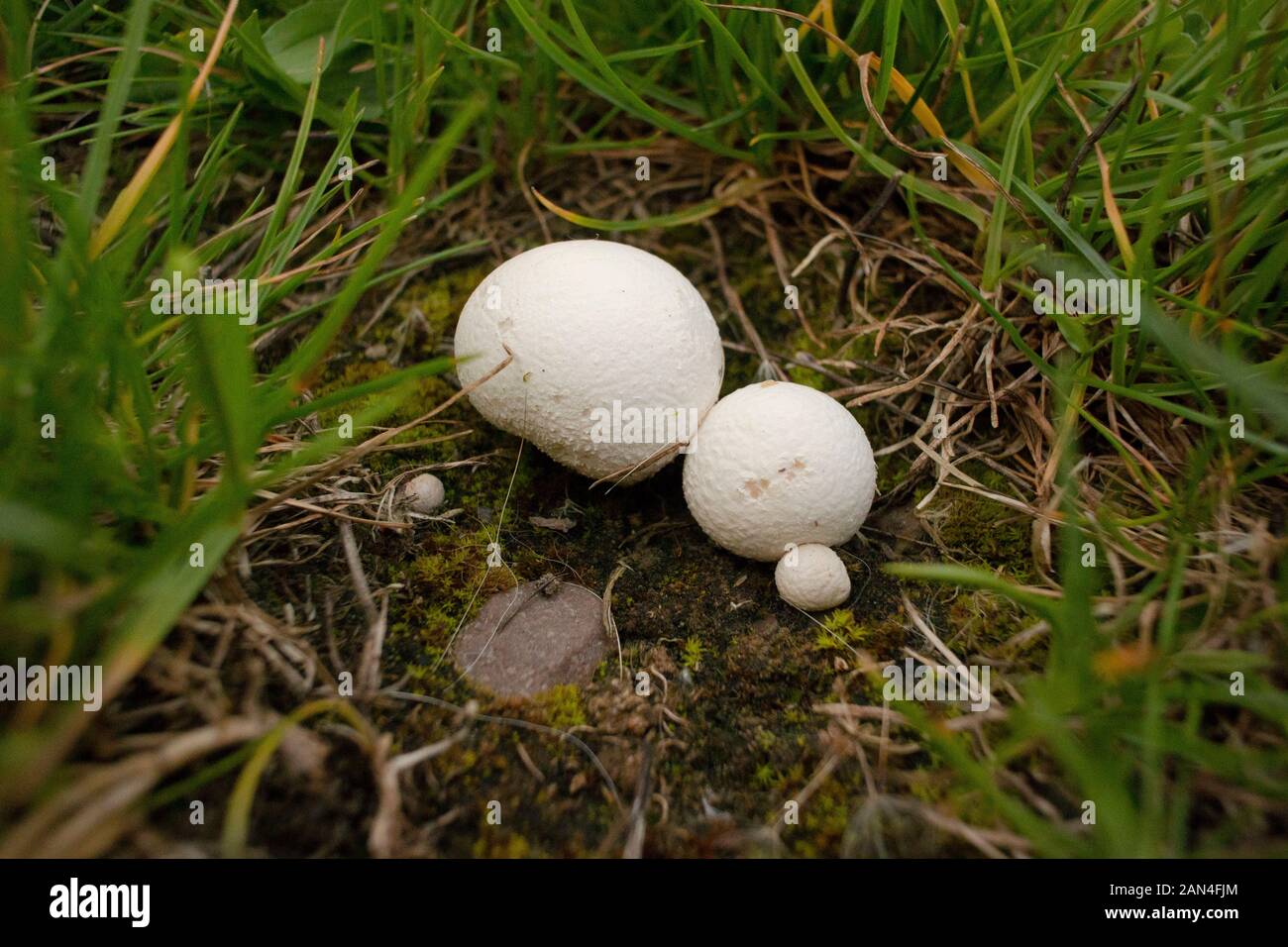 Lycoperdon pratense, Meadow Puffball, Western Lawn Puffball, growing on ...