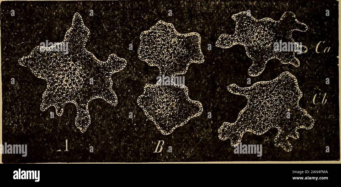 Monera hi-res stock photography and images - Alamy