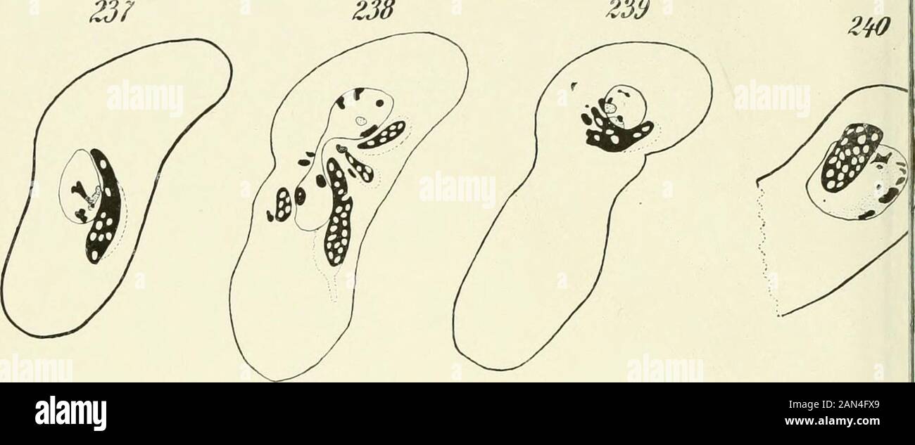 Opalina : its anatomy and reproduction, with a decription of infection ...