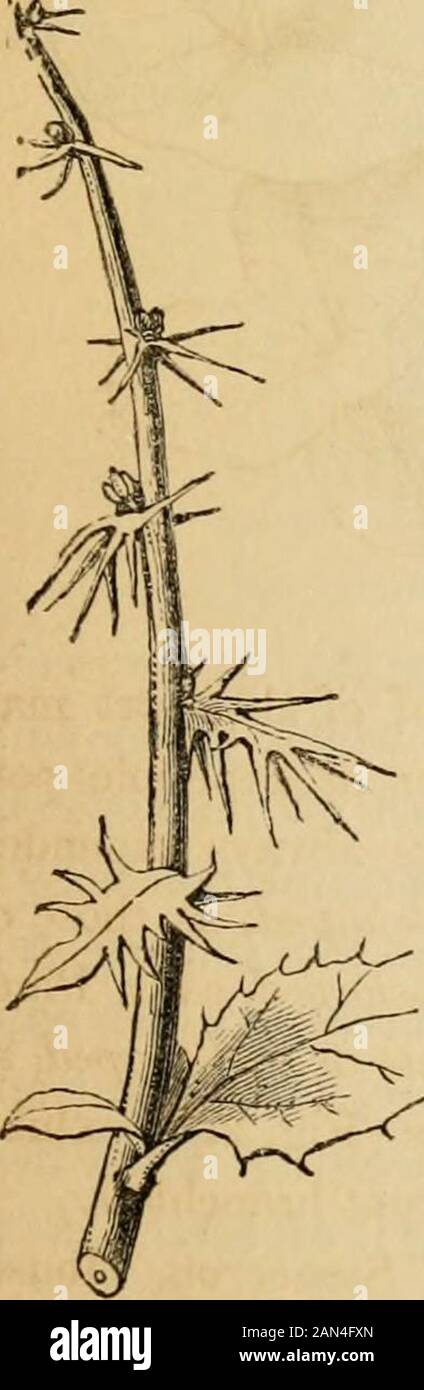 Introduction to structural and systematic botany, and vegetable ...
