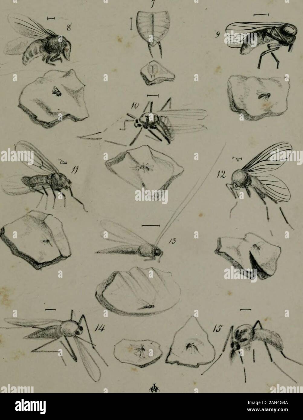 A history of the fossil insects in the secondary rocks of ...