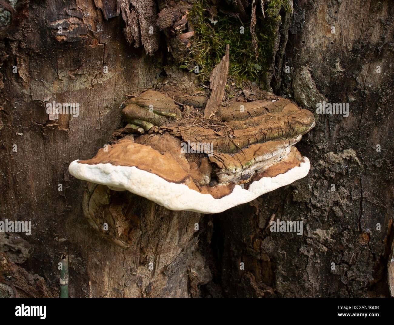 Artist's Conk mushroom, Ganoderma applanatum, growing on a dead tree ...