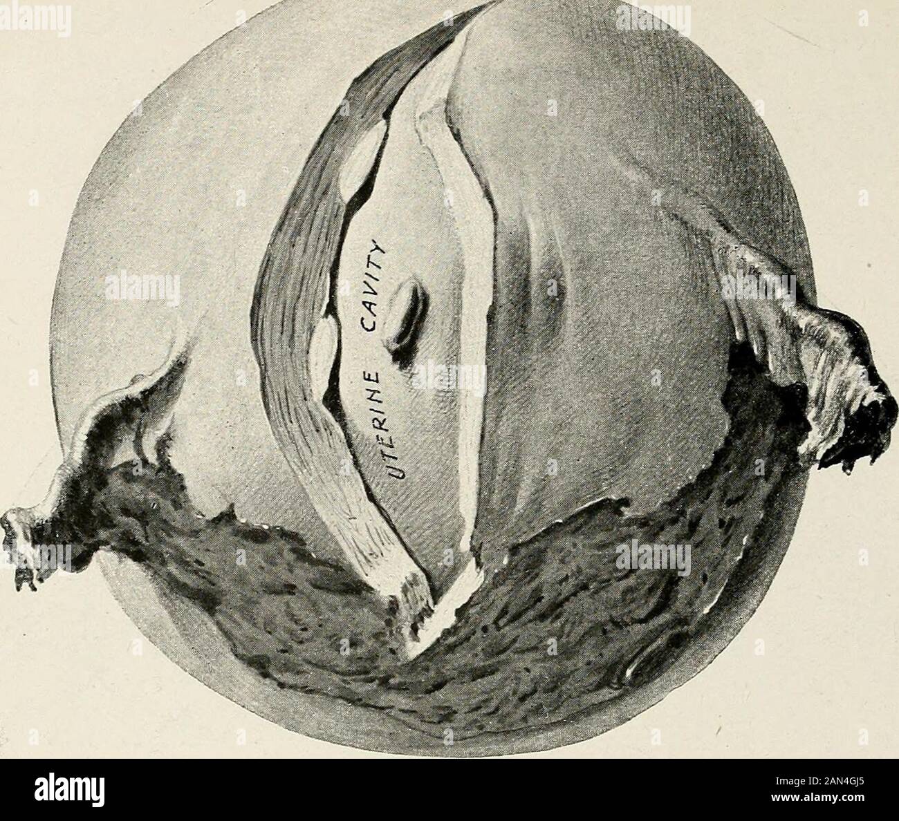 Globular shape hi-res stock photography and images - Alamy