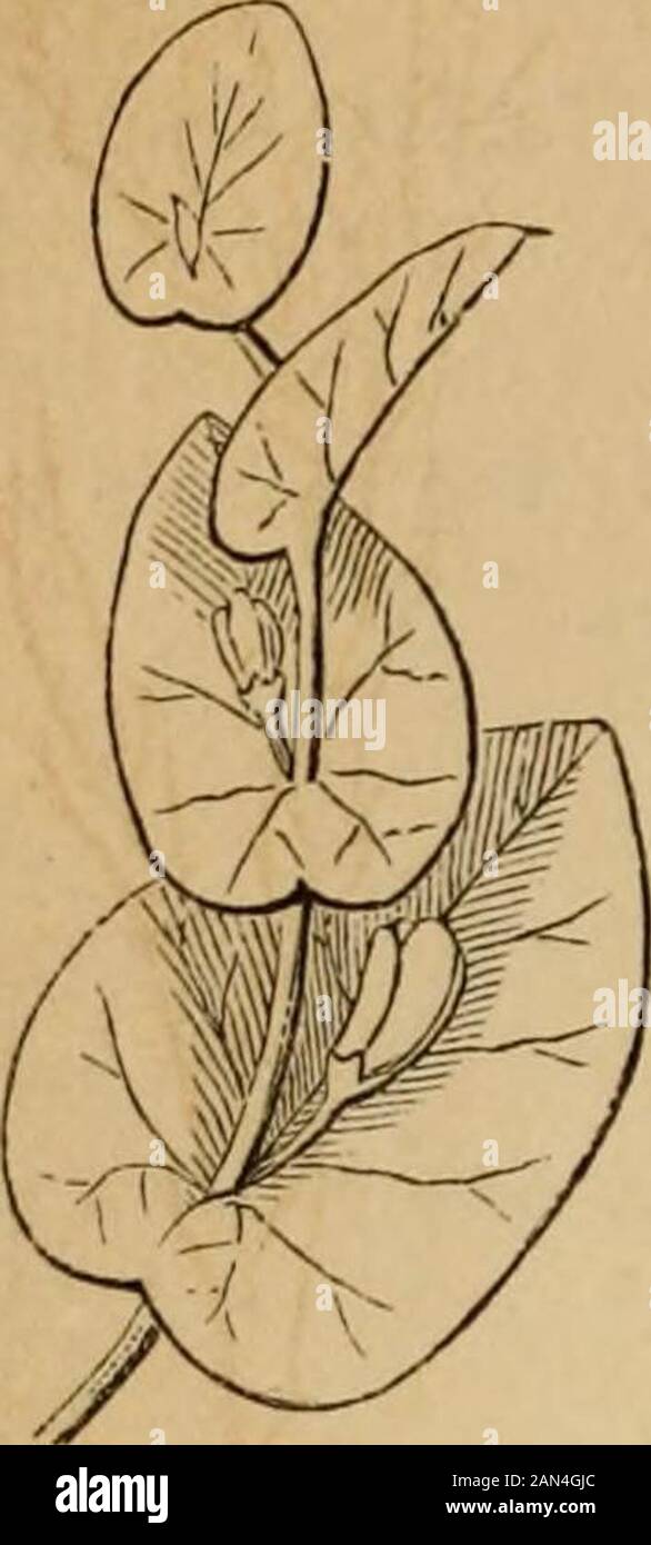 Introduction to structural and systematic botany, and vegetable ...