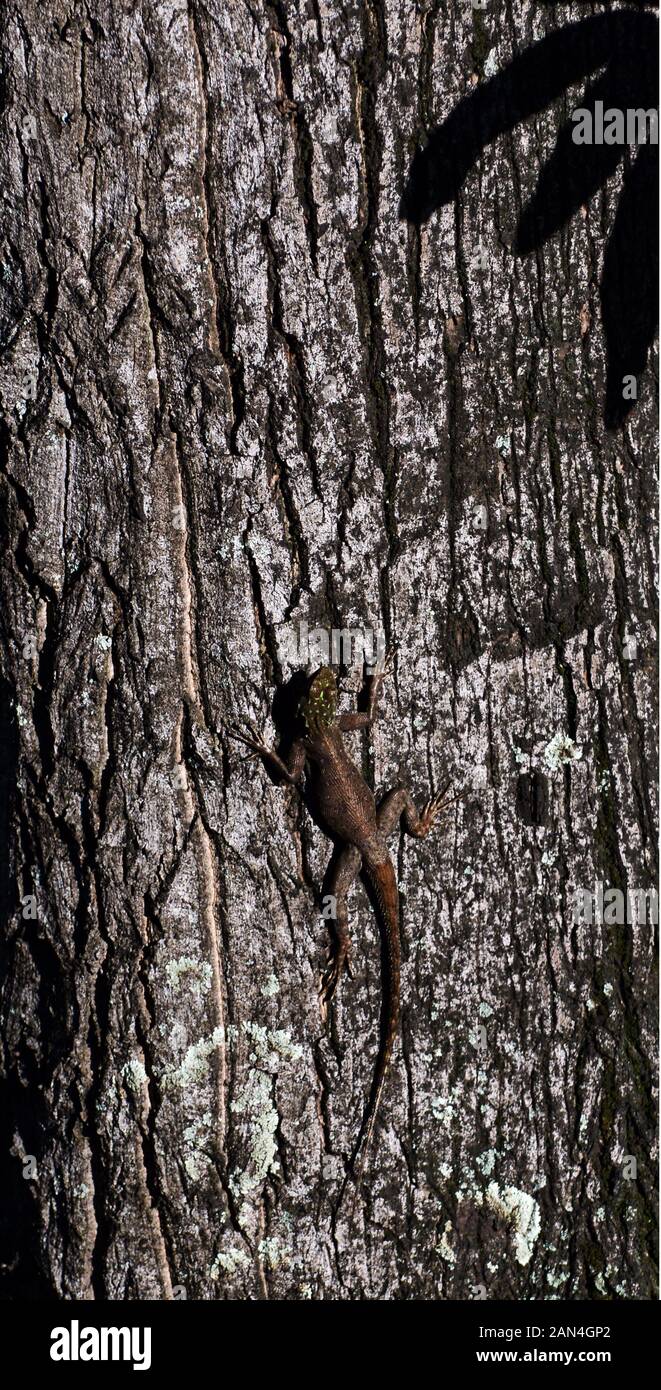 A lizard on a tree in Comoros Stock Photo - Alamy