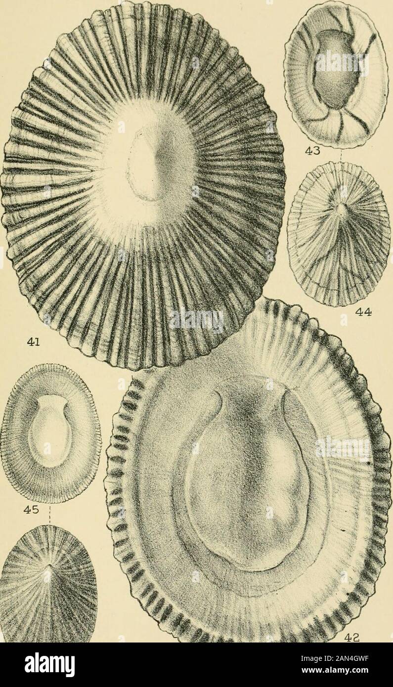 Manual of conchology, structural and systematic : with illustrations of ...