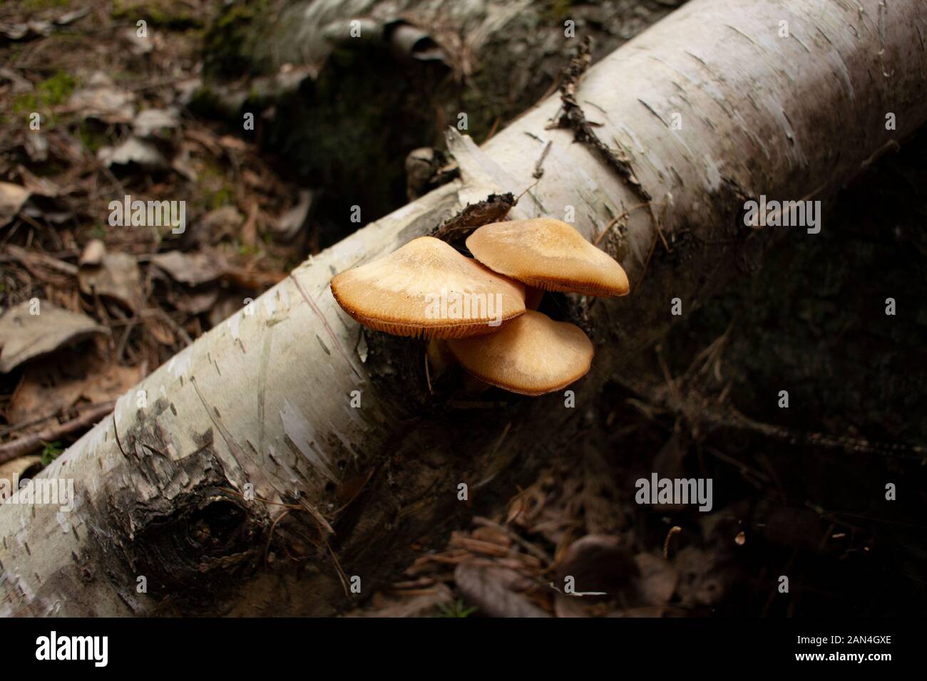 Mushroom identification hi-res stock photography and images - Alamy