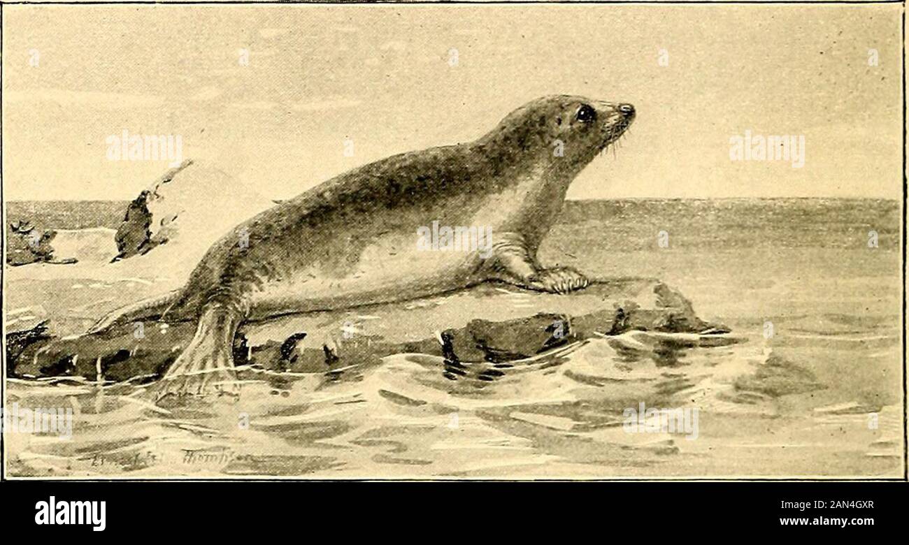 Blubber bear hi-res stock photography and images - Alamy