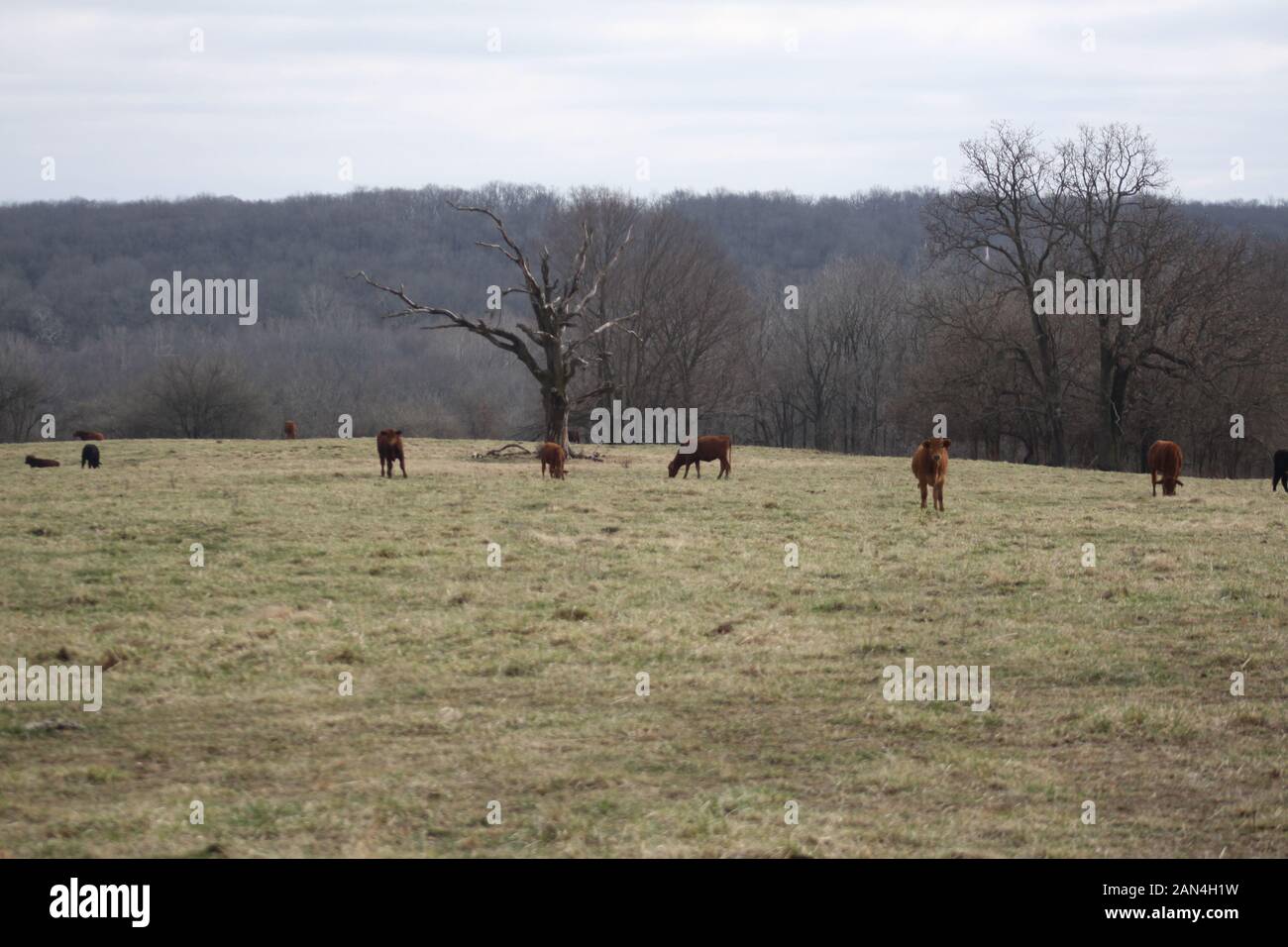 Open Range Cattle ranching. even though the cattle are fenced in they ...