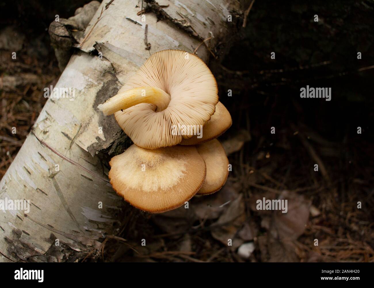 Pluteus flavofuligineus hi-res stock photography and images - Alamy
