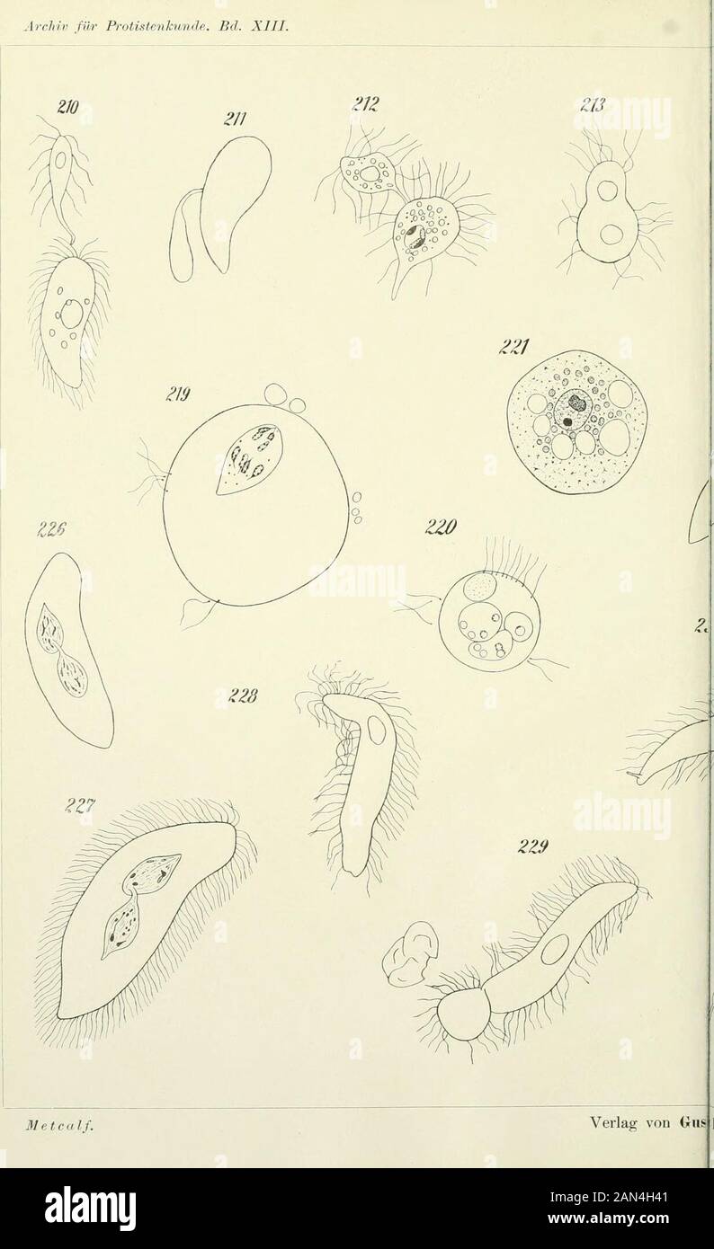 Opalina : its anatomy and reproduction, with a decription of infection ...