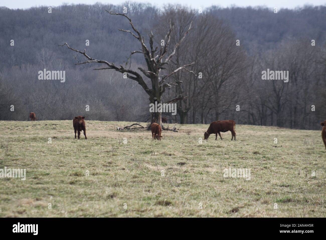 Open Range Cattle ranching. even though the cattle are fenced in they ...