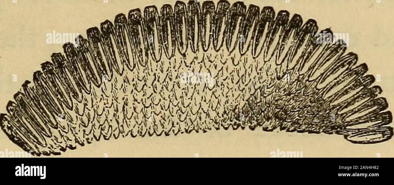 O wigglers hi-res stock photography and images - Alamy