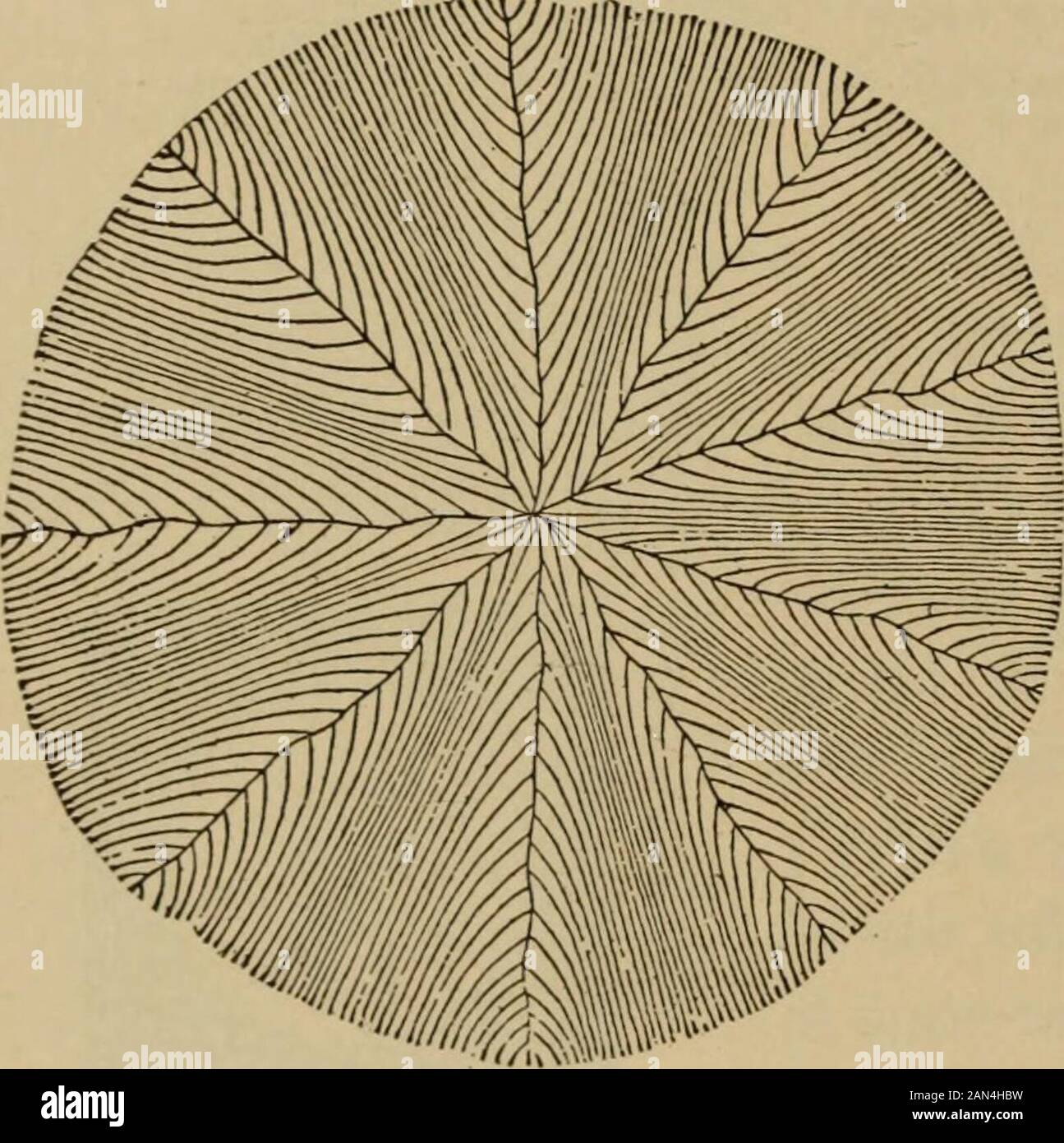 Lens cortex hi-res stock photography and images - Alamy