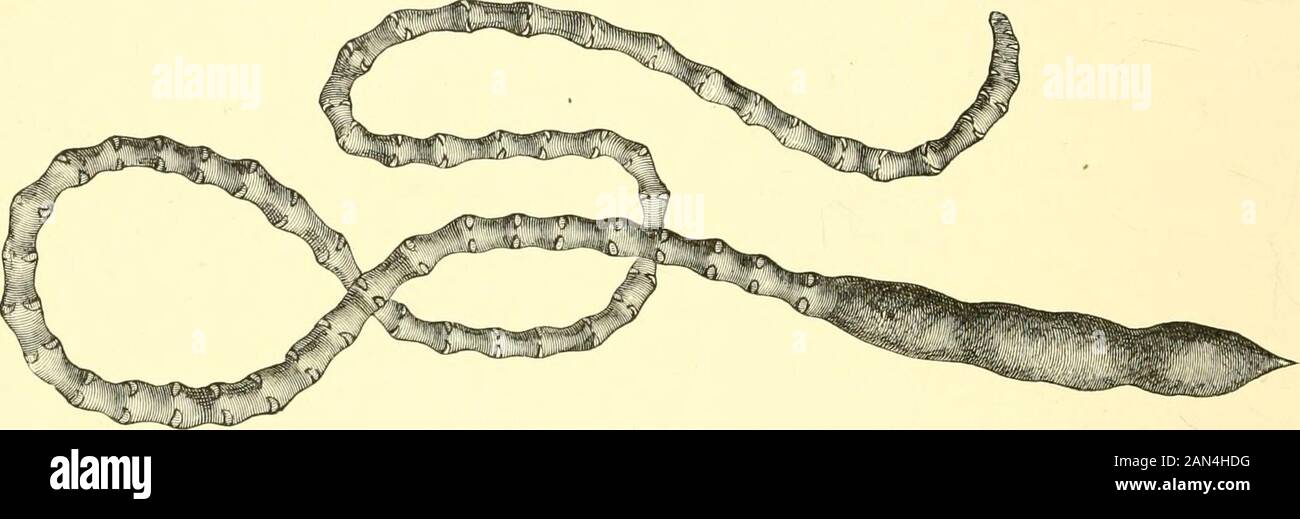 Decaying organic matter hi-res stock photography and images - Alamy