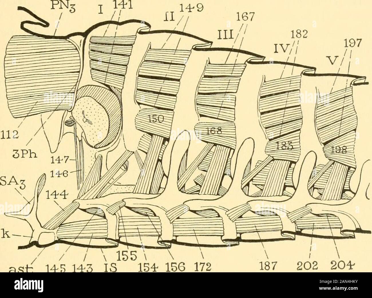 Smithsonian miscellaneous collections . of thedorsal muscles and most ...