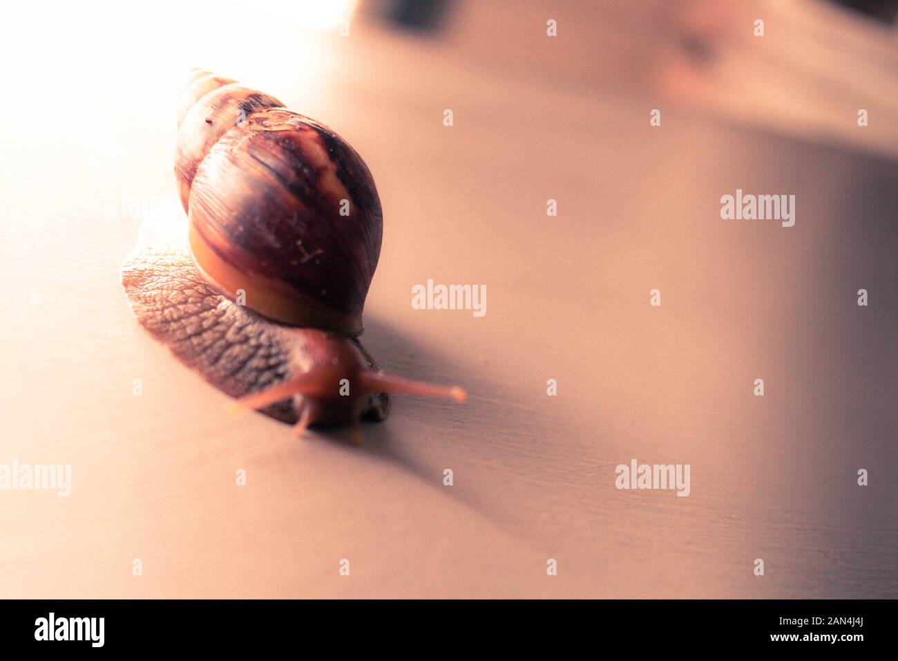 Picture of Land Snail (Helix pomatia Stock Photo - Alamy