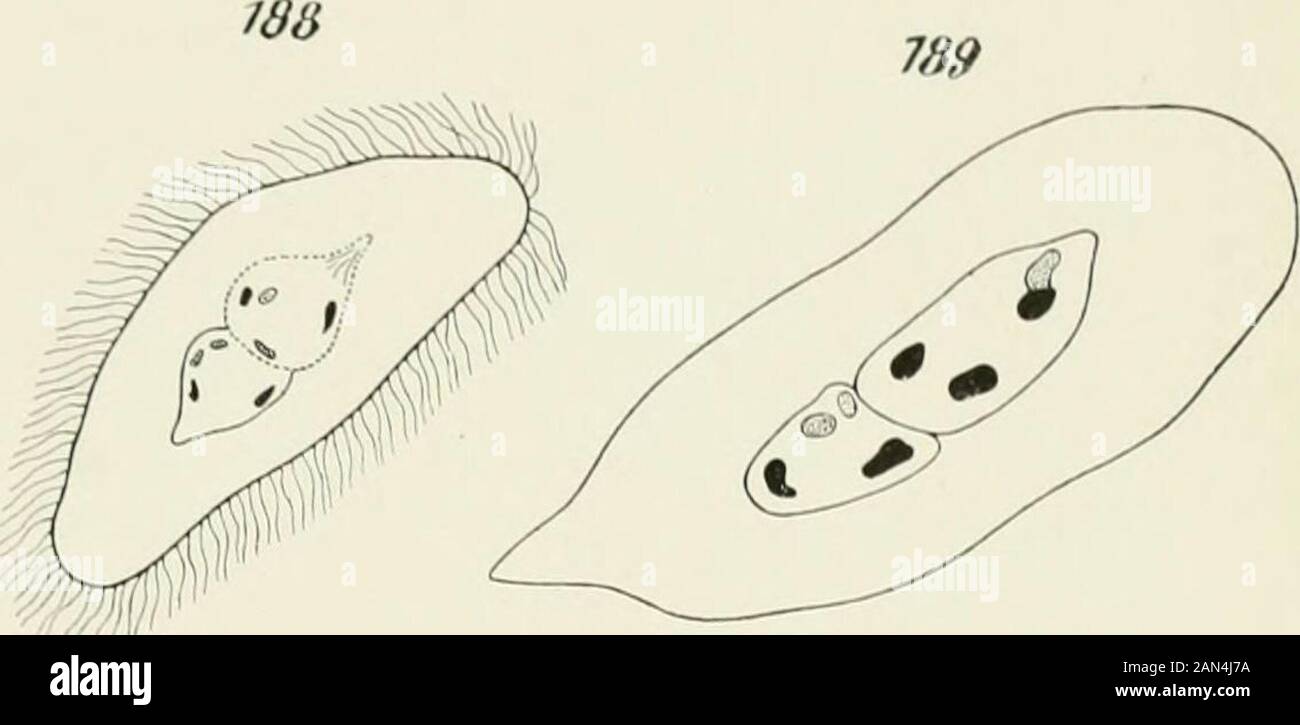 Opalina : its anatomy and reproduction, with a decription of infection ...