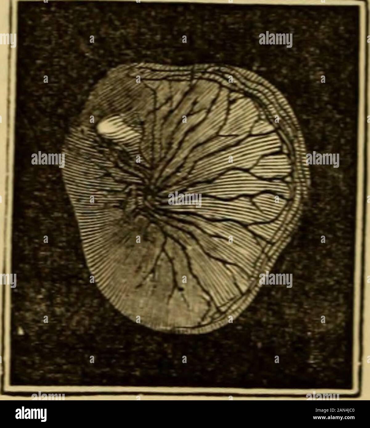 A text-book of the diseases of the ear and adjacent organs . Fig. 151 ...