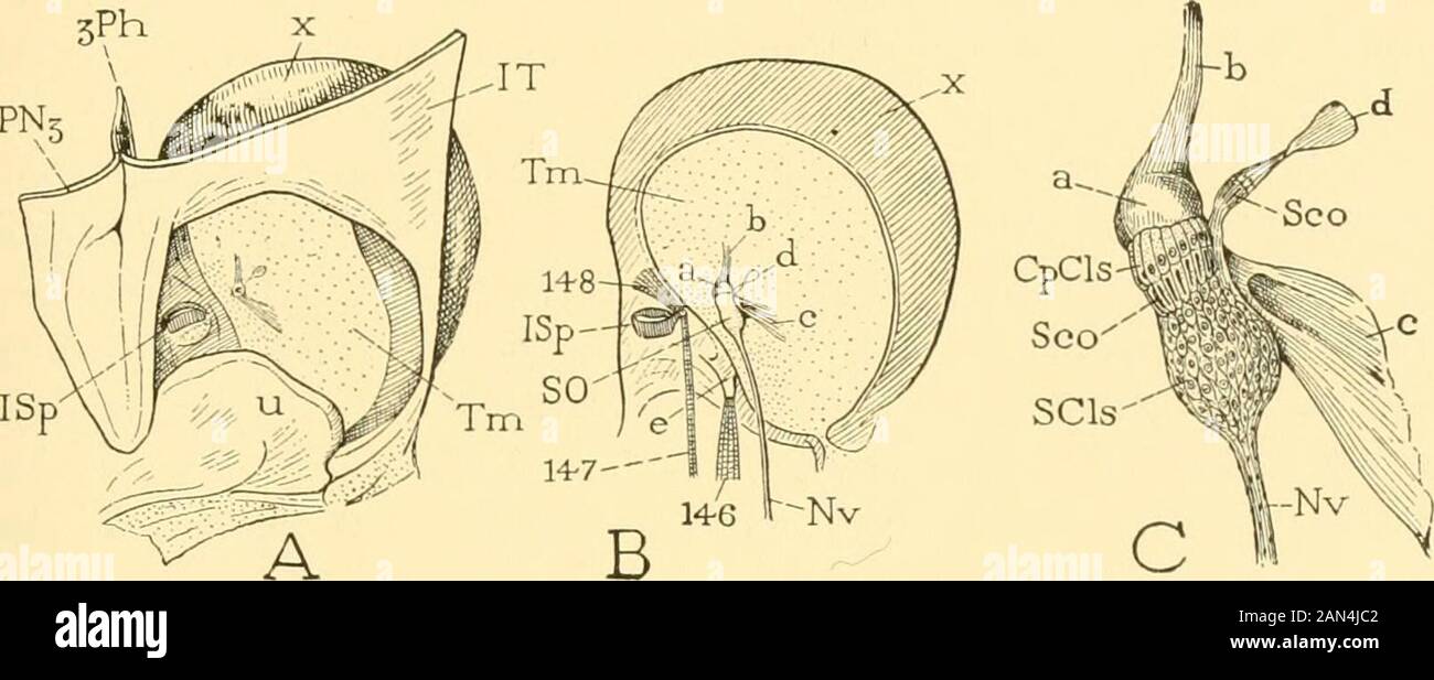 Tympanal hi-res stock photography and images - Alamy