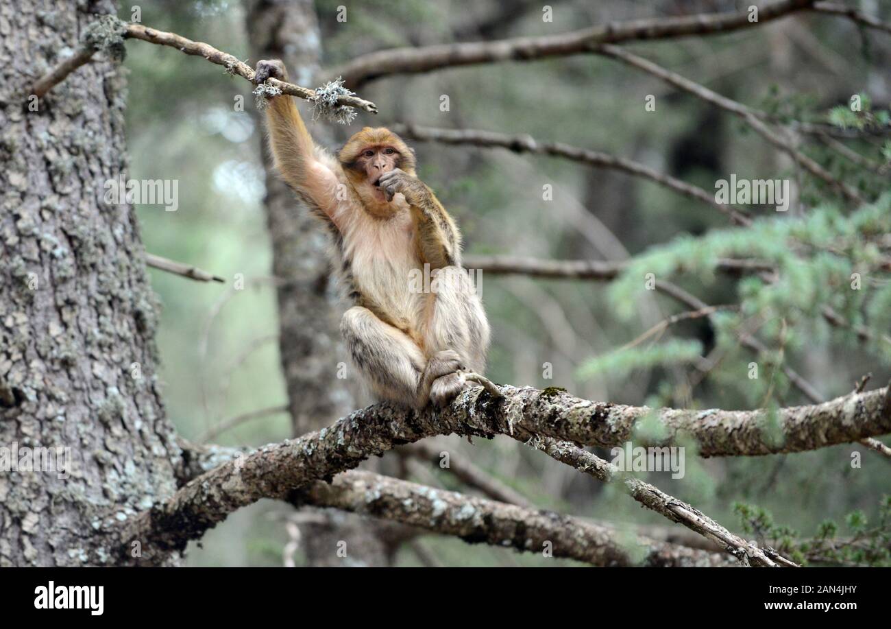 Moroccan Monkeys High Resolution Stock Photography and Images - Alamy