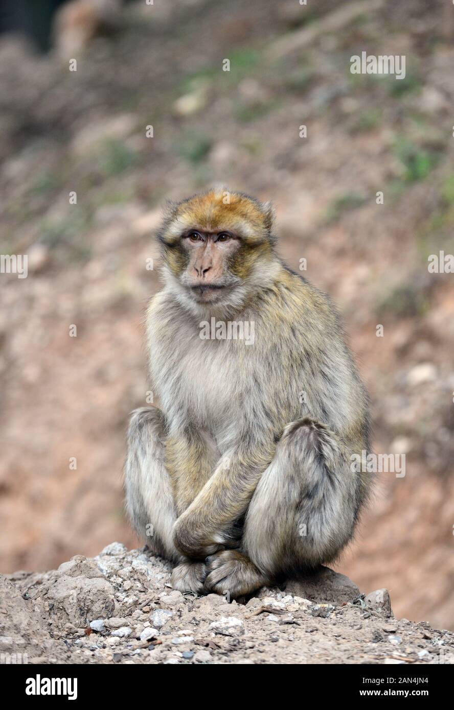 Moroccan Monkeys High Resolution Stock Photography and Images - Alamy