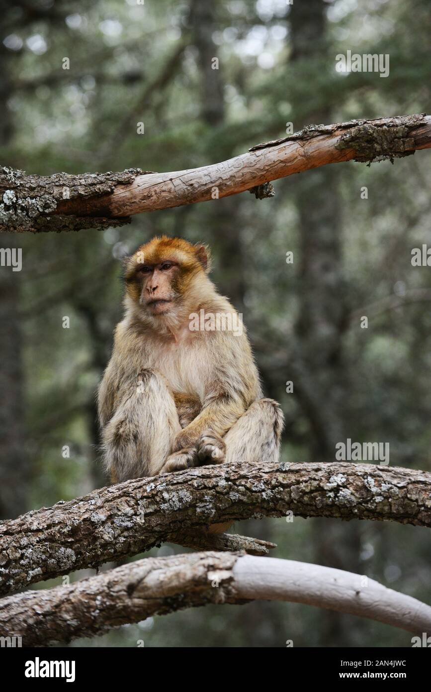 Moroccan monkeys hi-res stock photography and images - Alamy