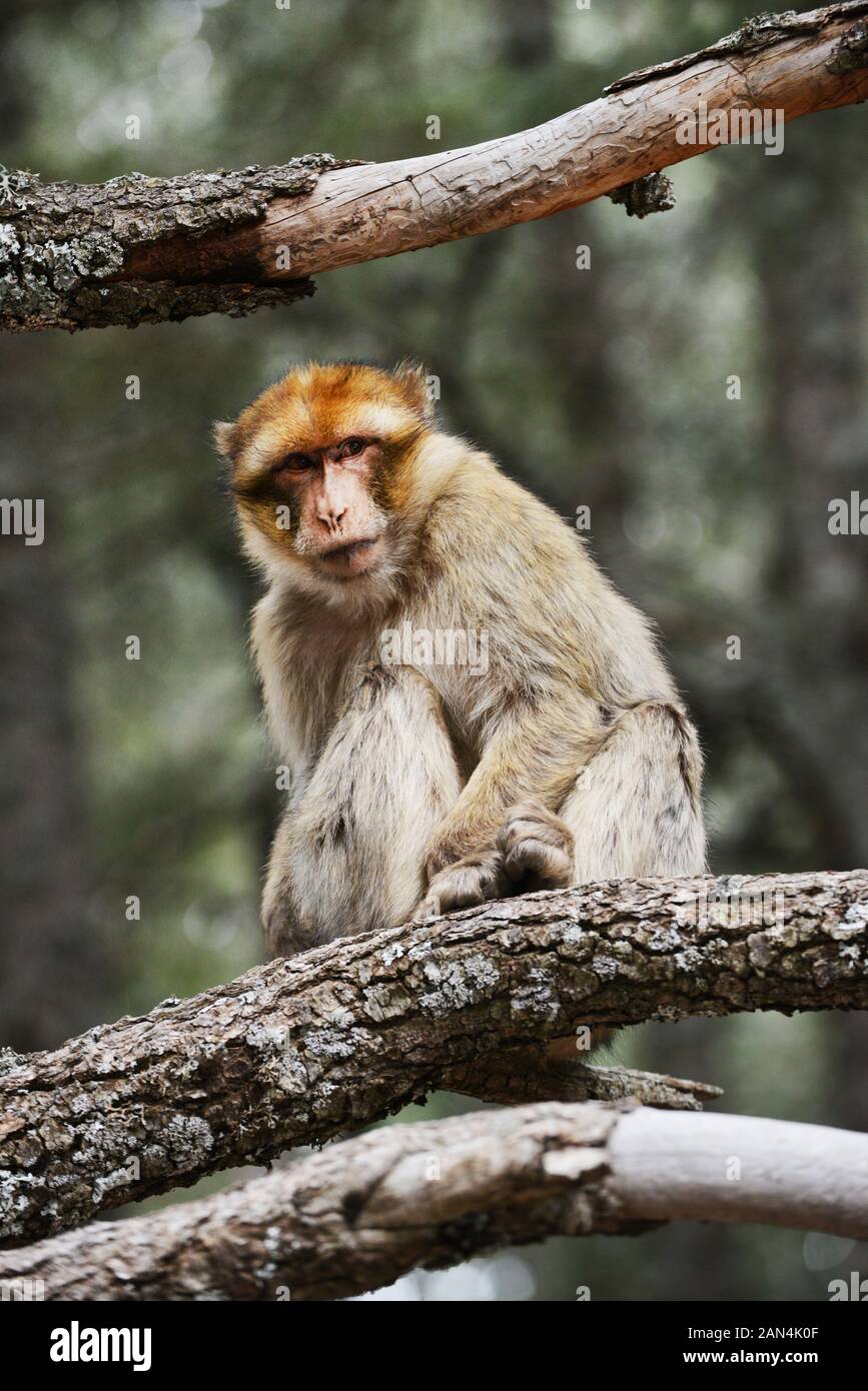 Moroccan Monkeys High Resolution Stock Photography and Images - Alamy