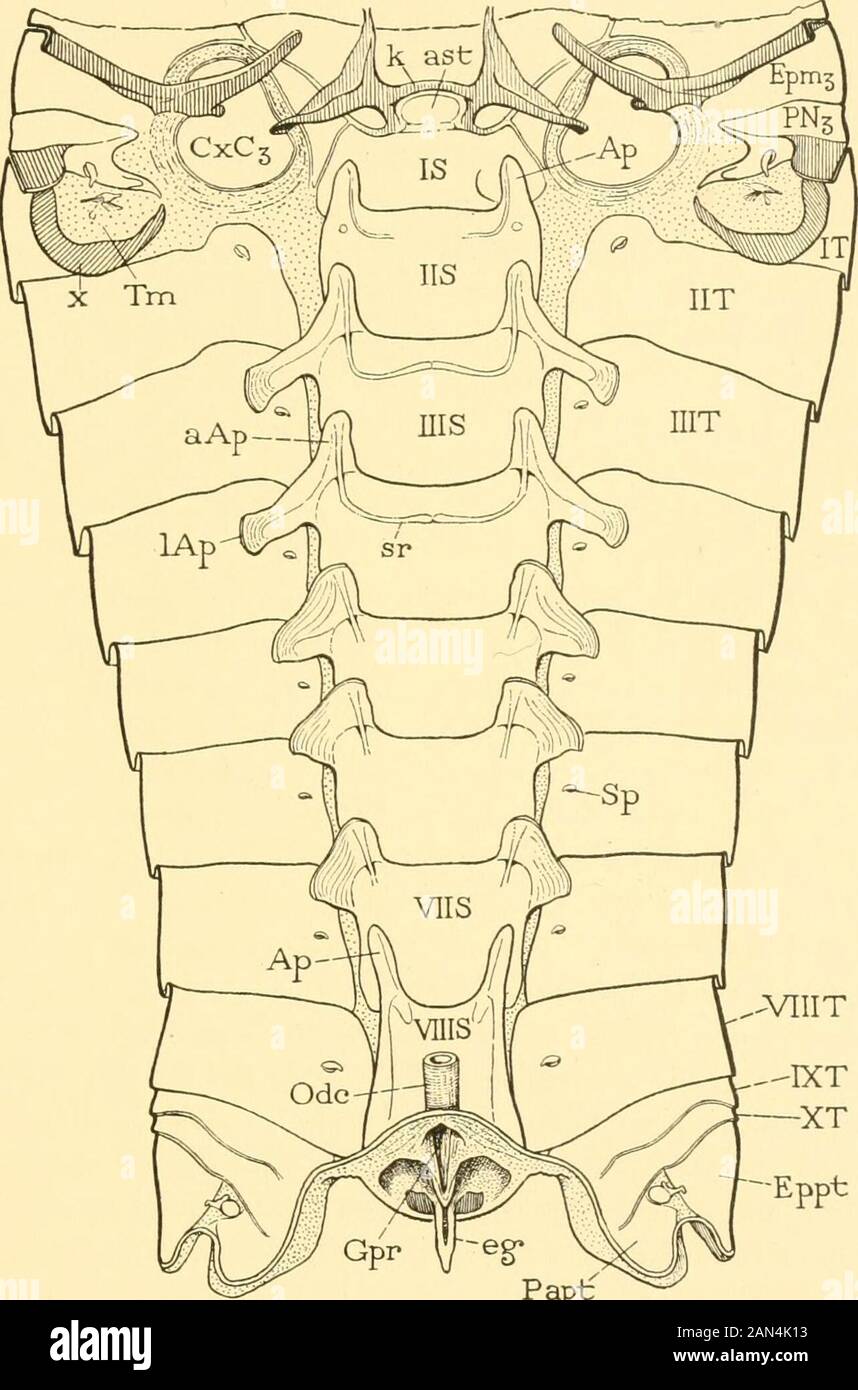 Smithsonian miscellaneous collections . tum with the dorsal and pleural ...