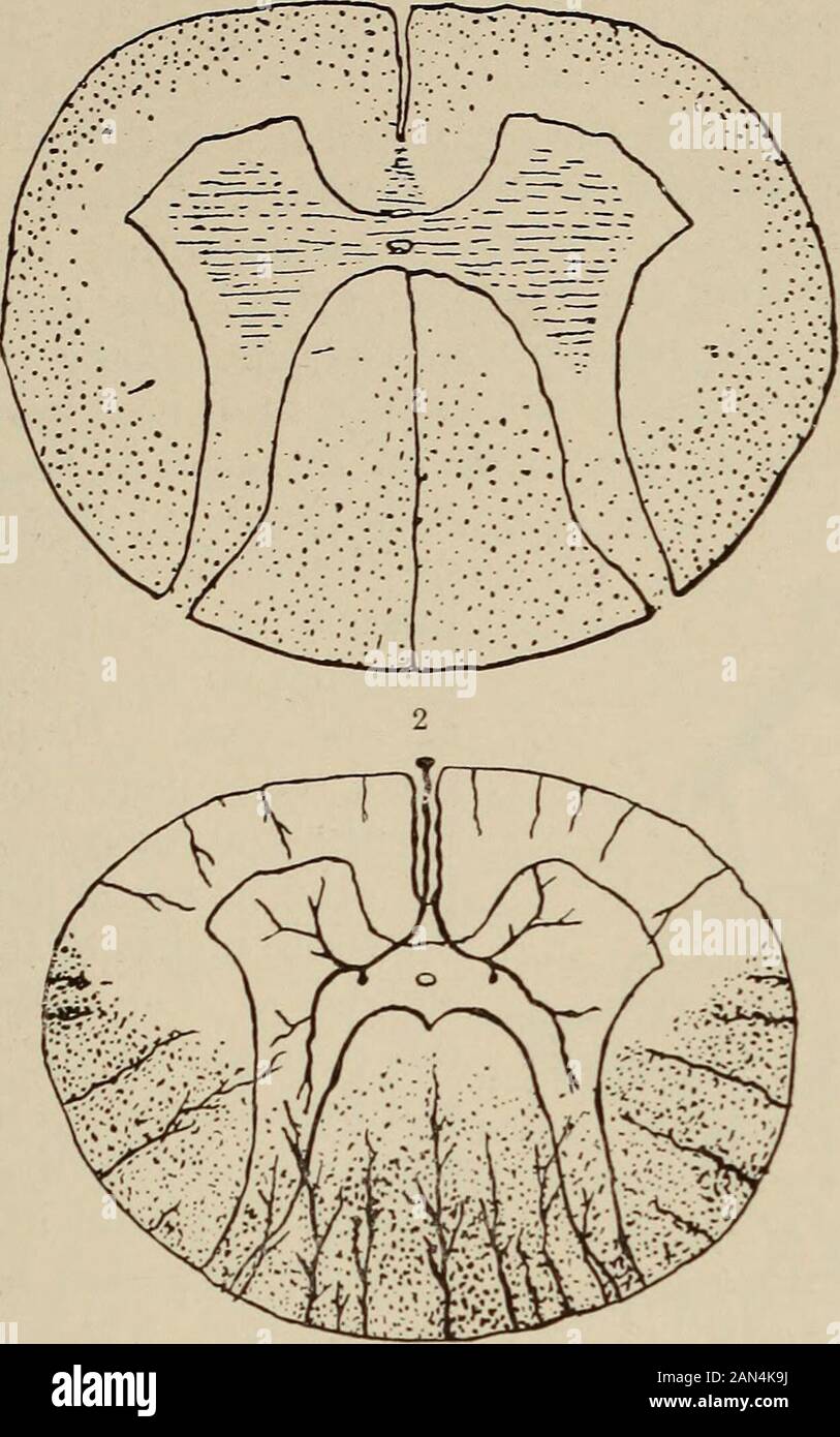 Burdach hi-res stock photography and images - Alamy