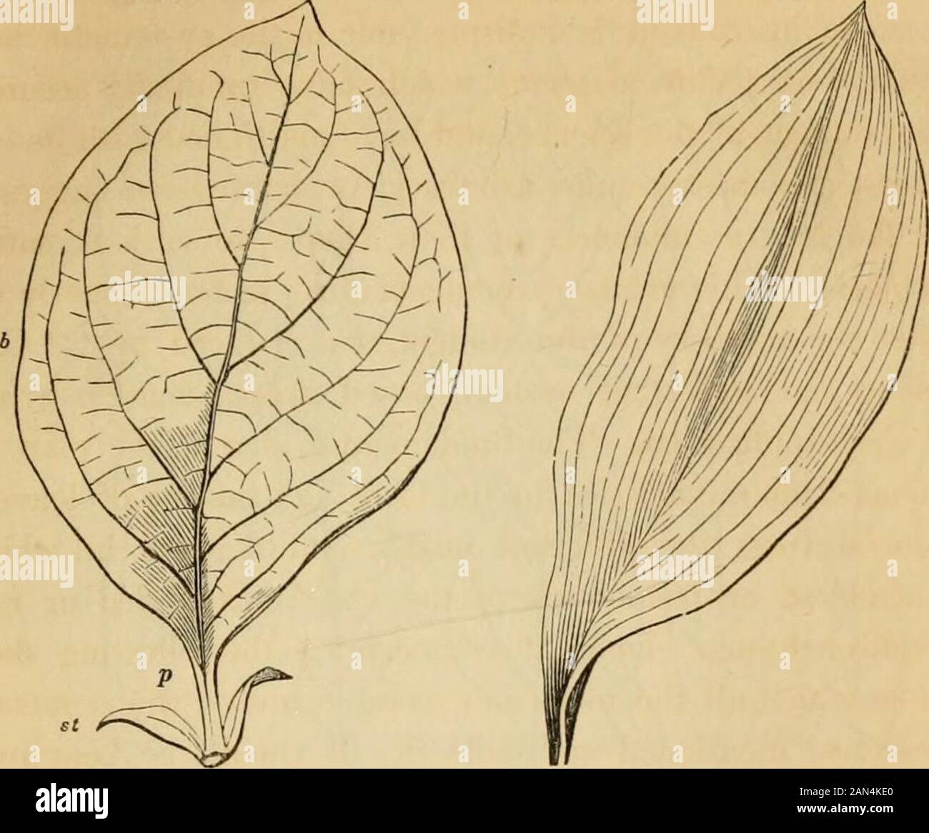 Introduction to structural and systematic botany, and vegetable ...