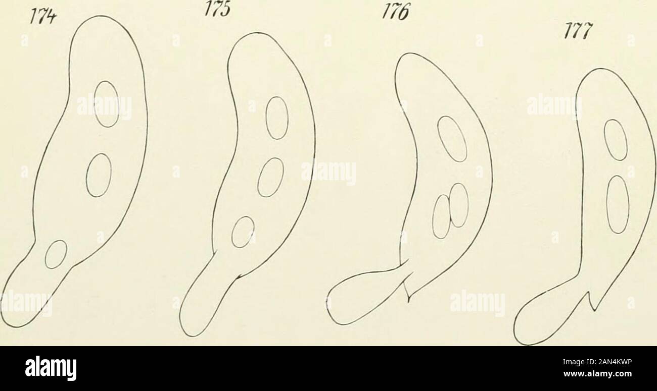 Opalina : its anatomy and reproduction, with a decription of infection ...