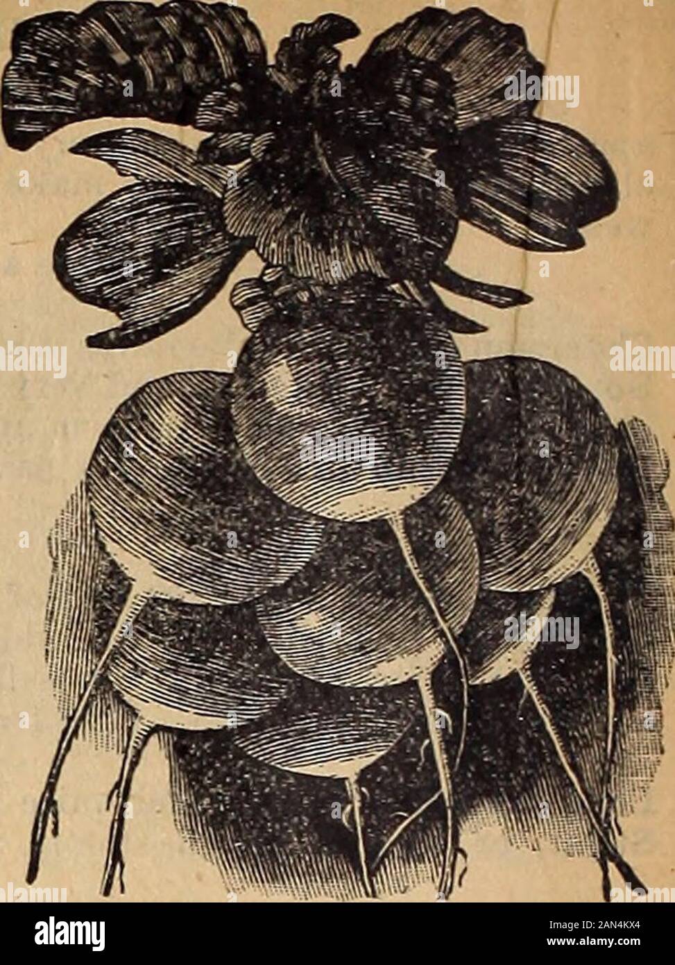 36th annual catalog : what to plant how to plant when to plant . Early ...