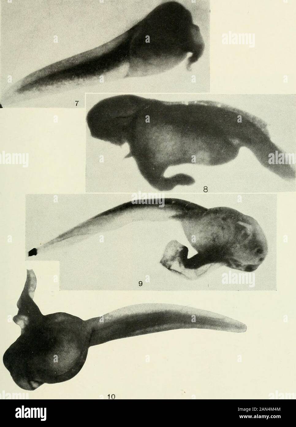 Rana sylvatica embryo hi-res stock photography and images - Alamy