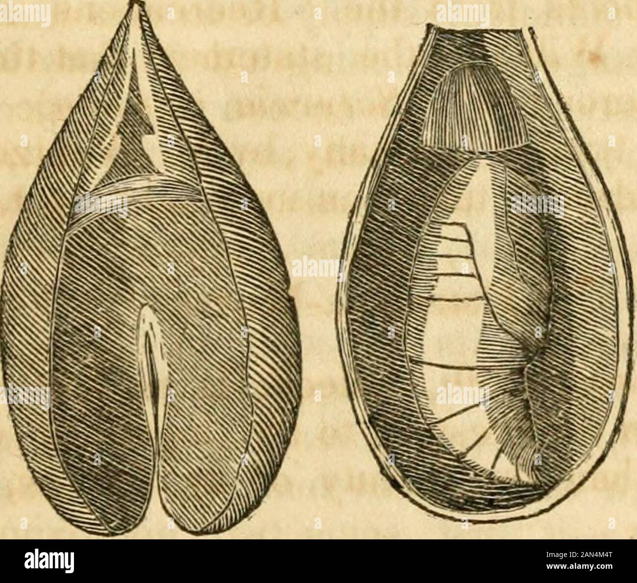 Cocoon flask hi-res stock photography and images - Alamy