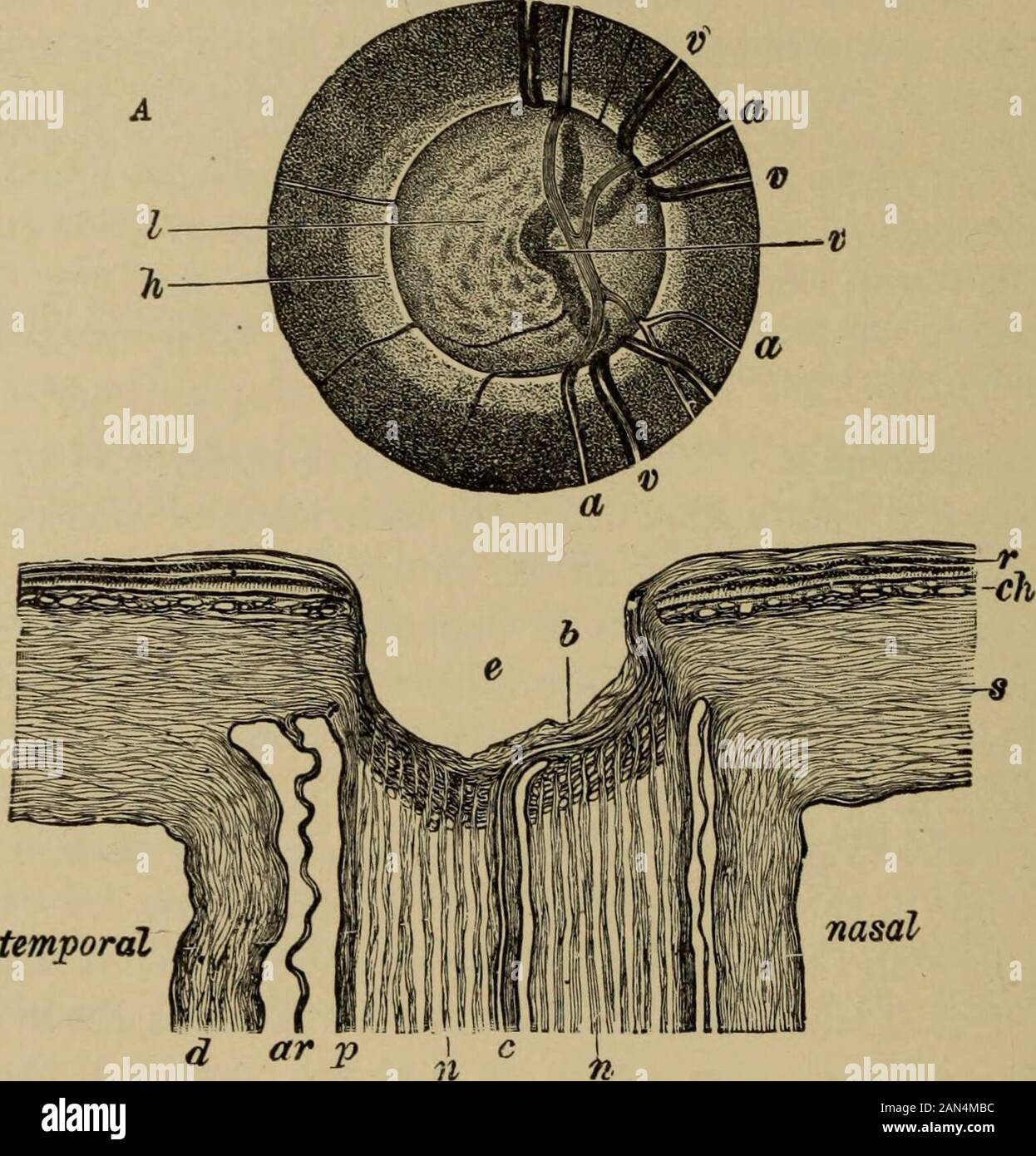 Optic nerve fibers hi-res stock photography and images - Alamy