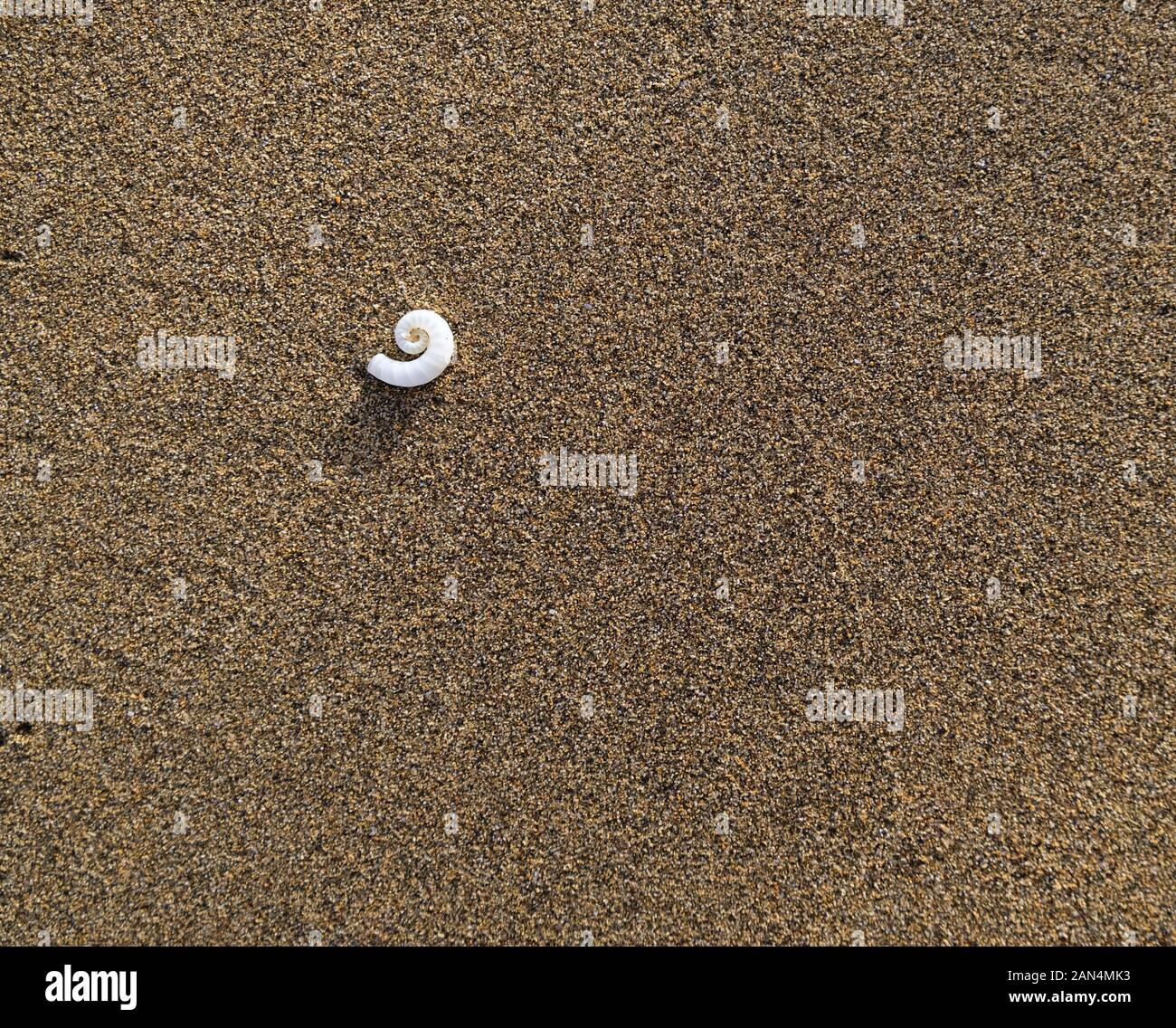 Spirula spirula shell hi-res stock photography and images - Alamy