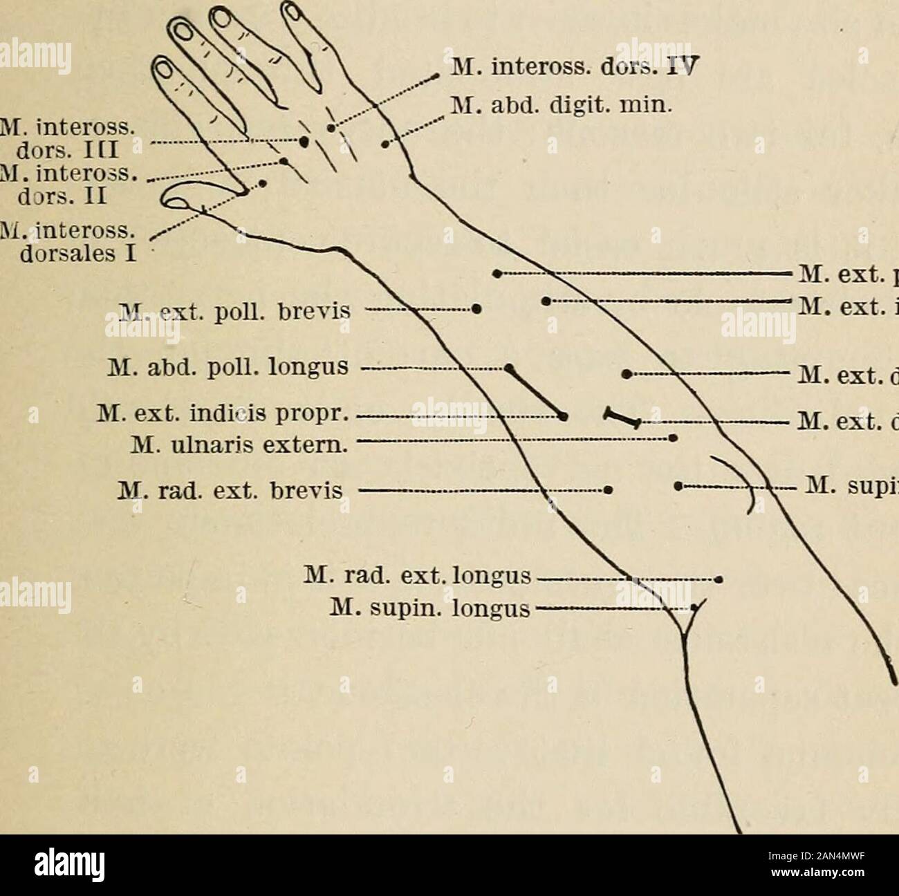 Muscles of anterior forearm hi-res stock photography and images - Alamy
