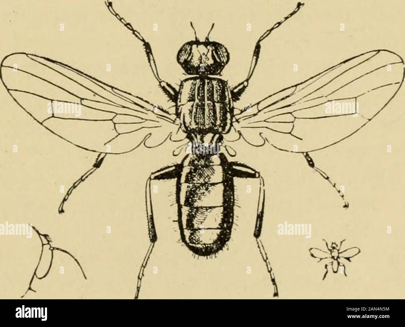 Myiasis hi-res stock photography and images - Alamy