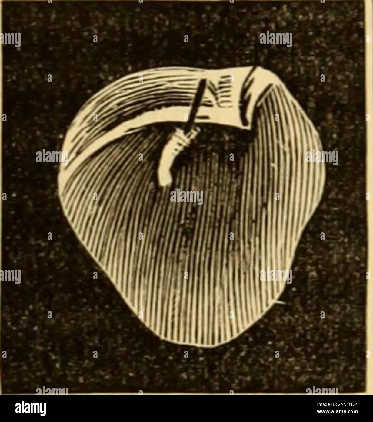 Quadrant fold hi-res stock photography and images - Alamy
