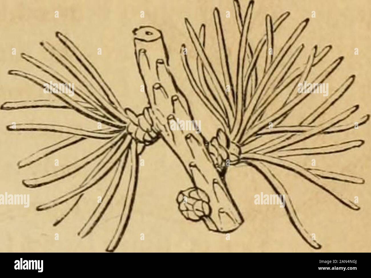 Endogens hi-res stock photography and images - Alamy
