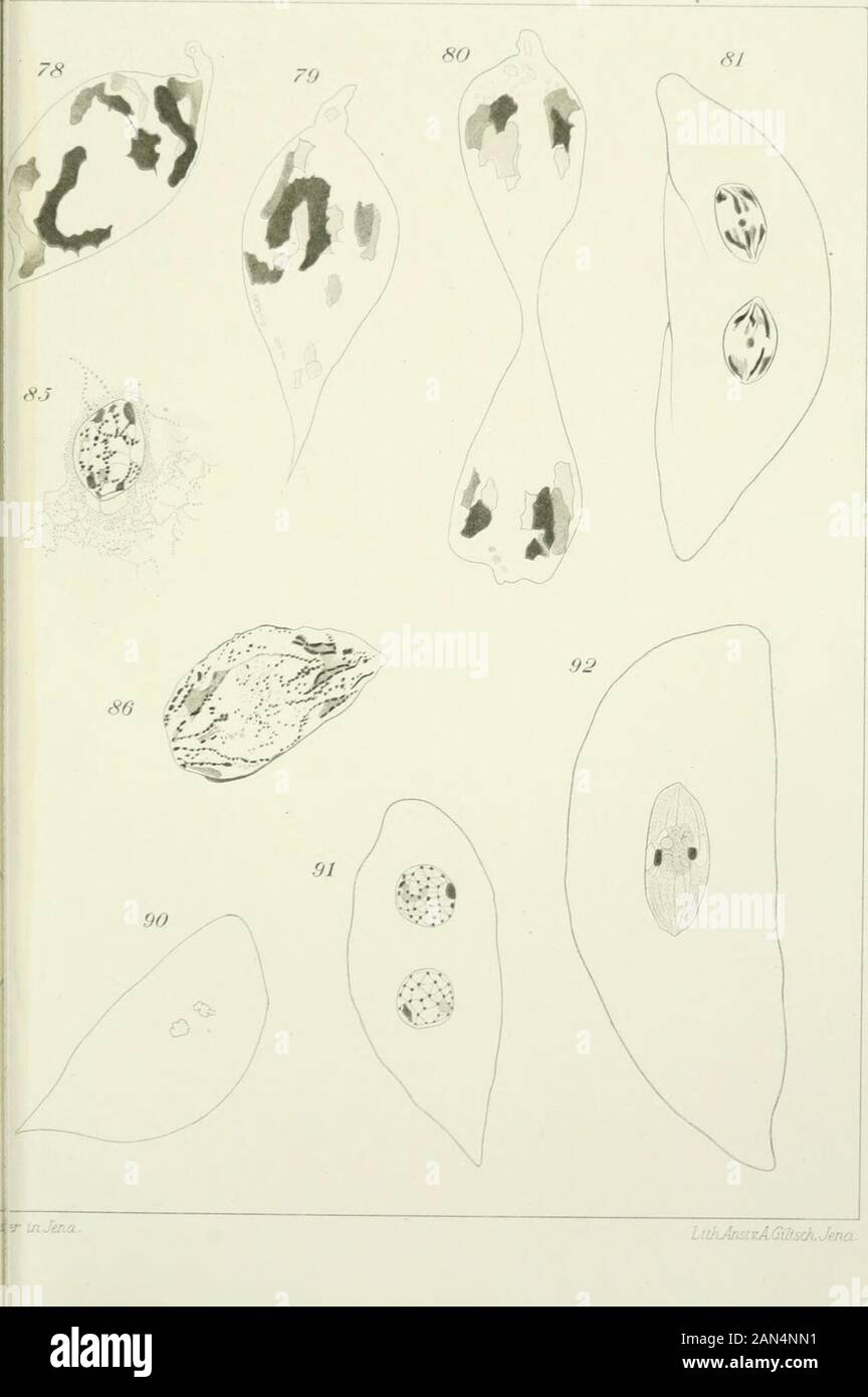 Opalina : its anatomy and reproduction, with a decription of infection ...