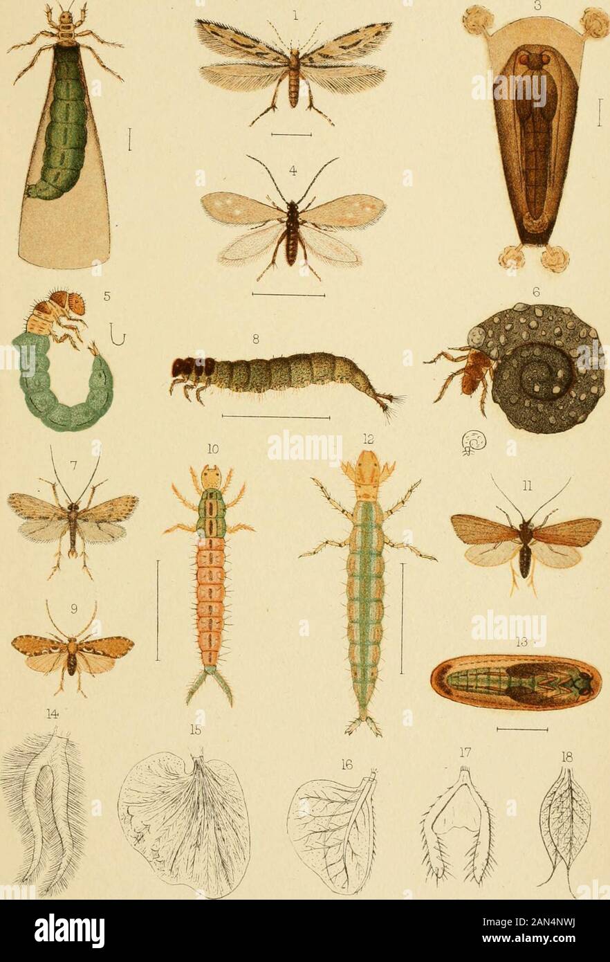 New Zealand Neuroptera : a popular introduction to the life-histories ...