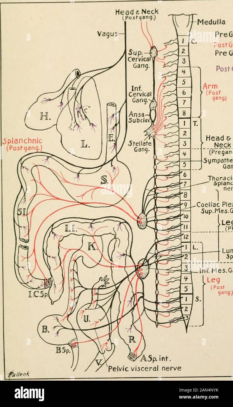 Hypogastric hi-res stock photography and images - Alamy