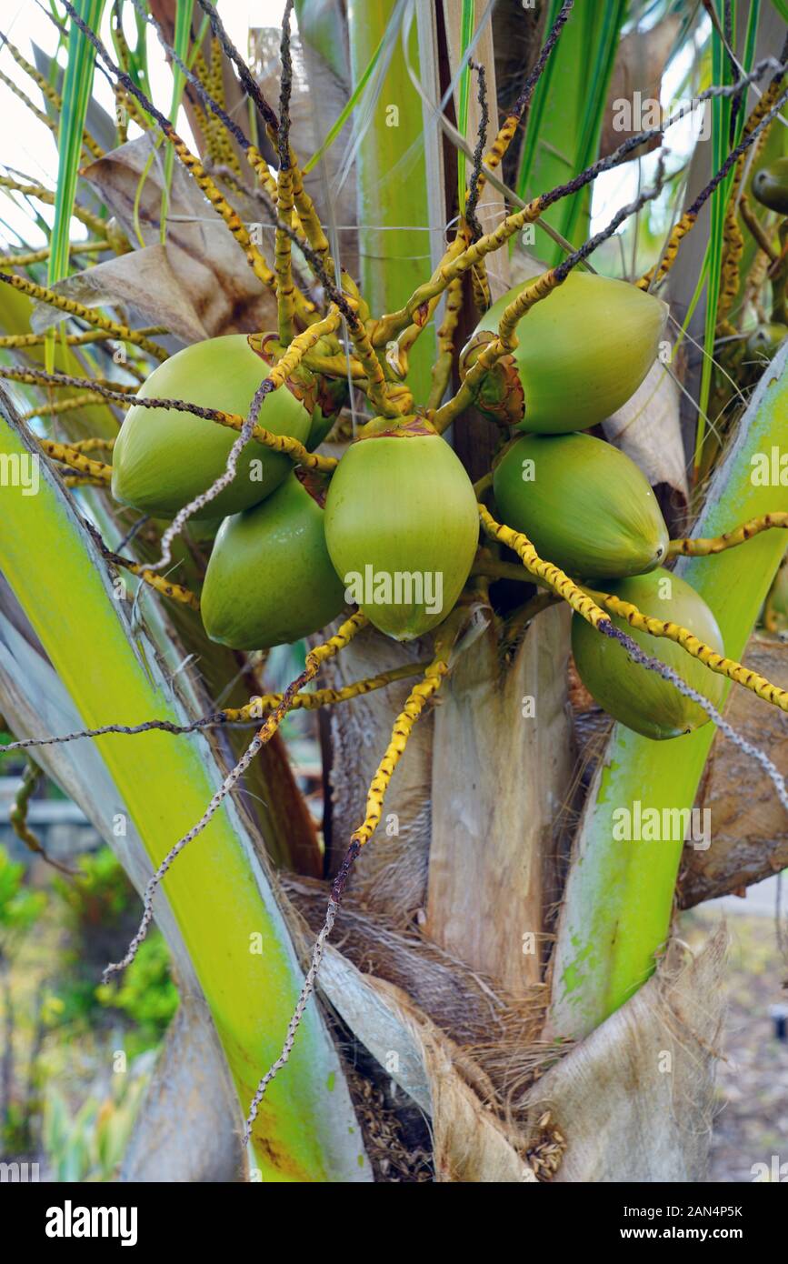 Green young coconuts growing on a palm tree Stock Photo - Alamy