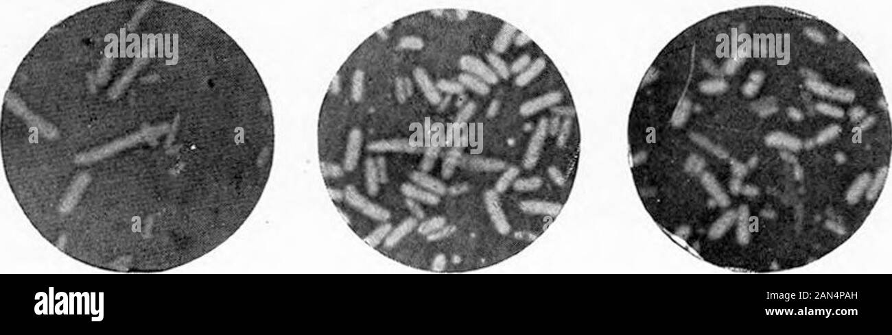 Mixed with bacteria Black and White Stock Photos & Images - Alamy