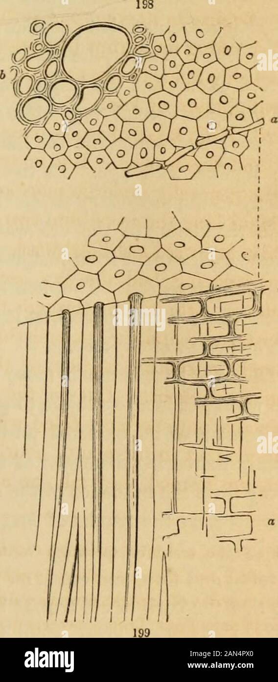 Introduction to structural and systematic botany, and vegetable ...